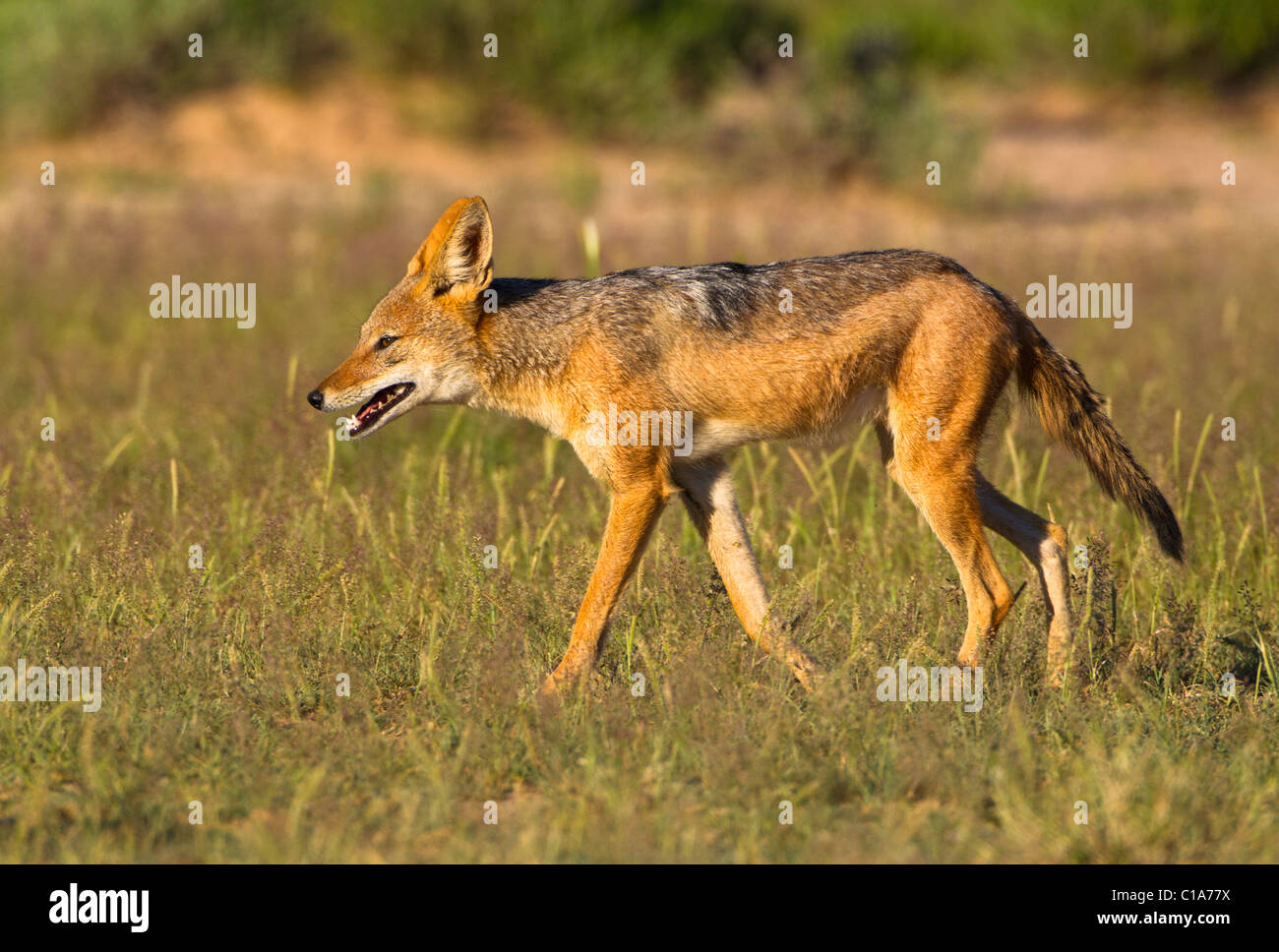 Walking jackal hi-res stock photography and images - Alamy