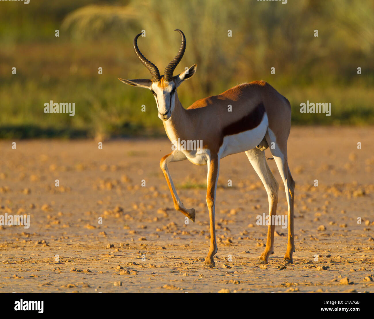 Lifting leg animal hi-res stock photography and images - Alamy