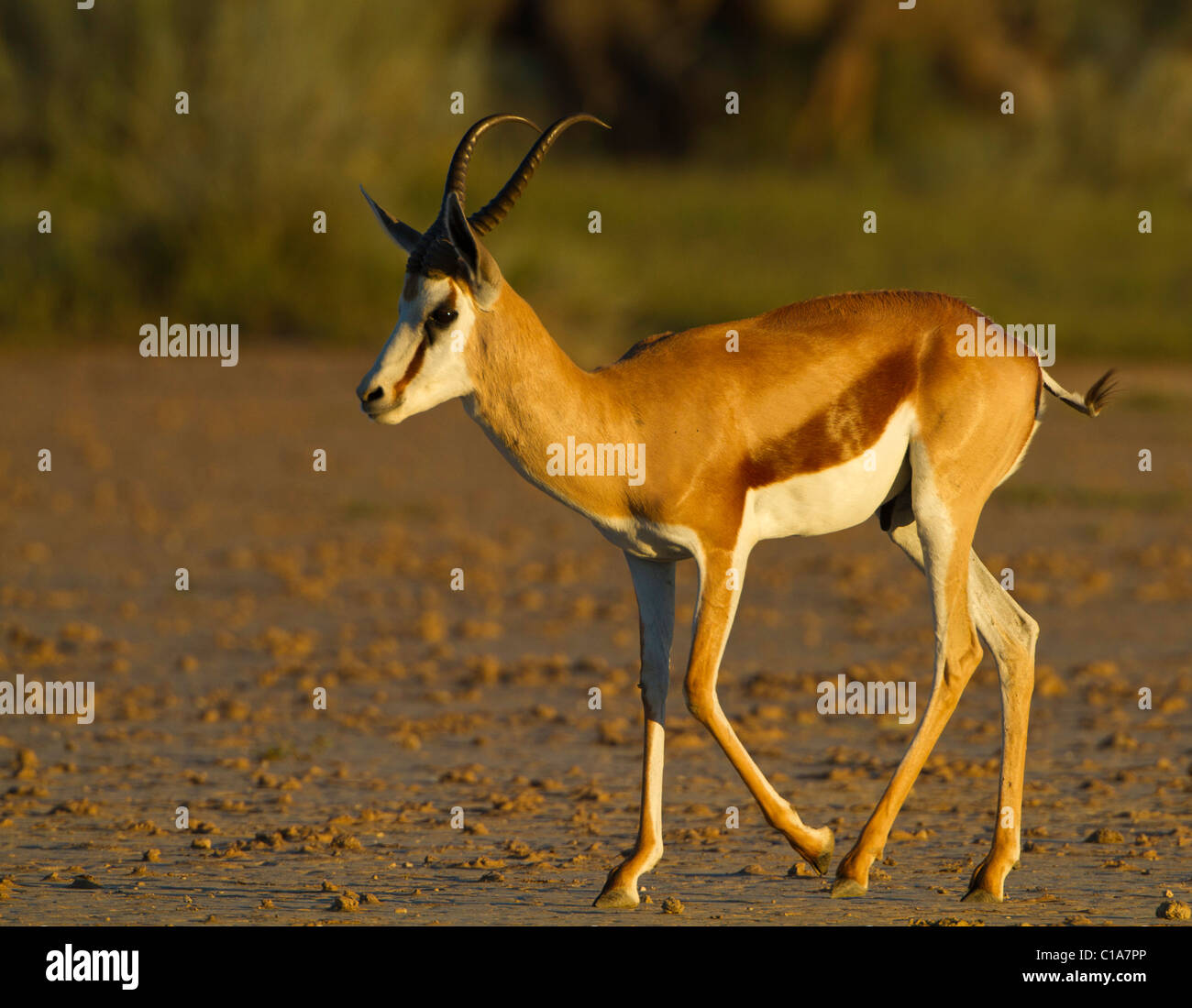 Springbok pan hi-res stock photography and images - Alamy