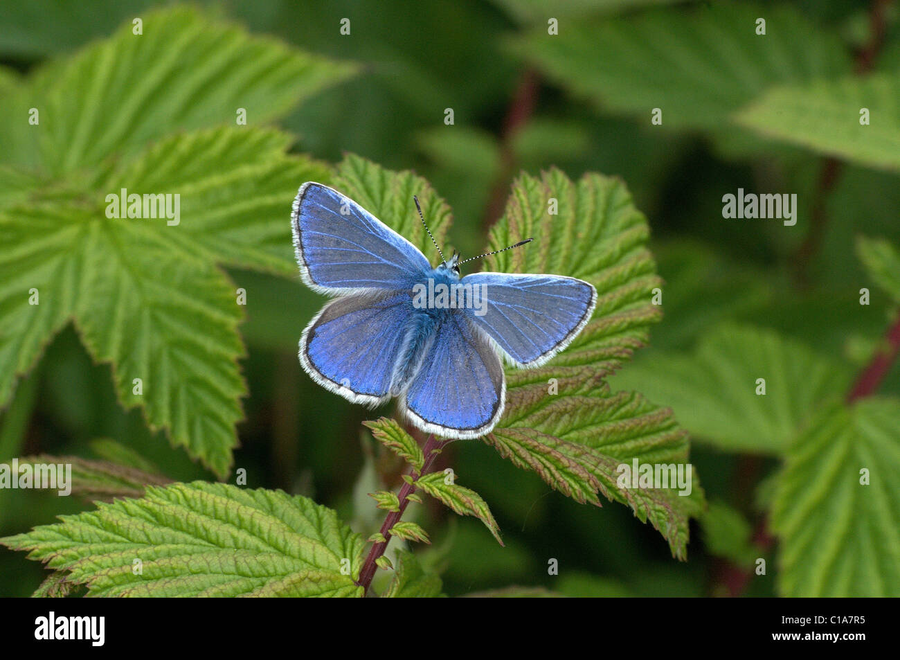 Male common blue butterfly, ( polyommatus icarus } on brambles Stock ...