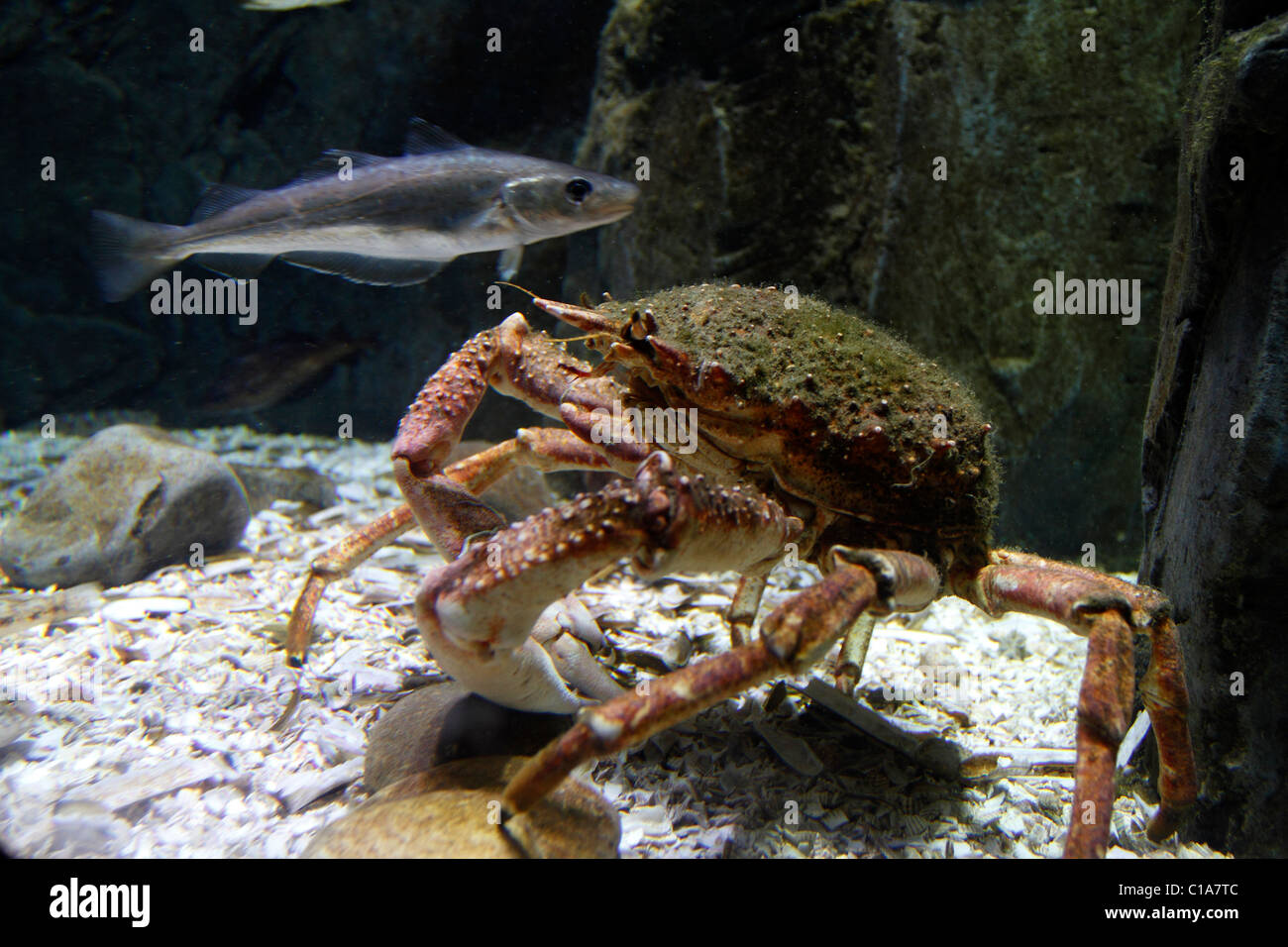 Japanese crab water hi-res stock photography and images - Alamy