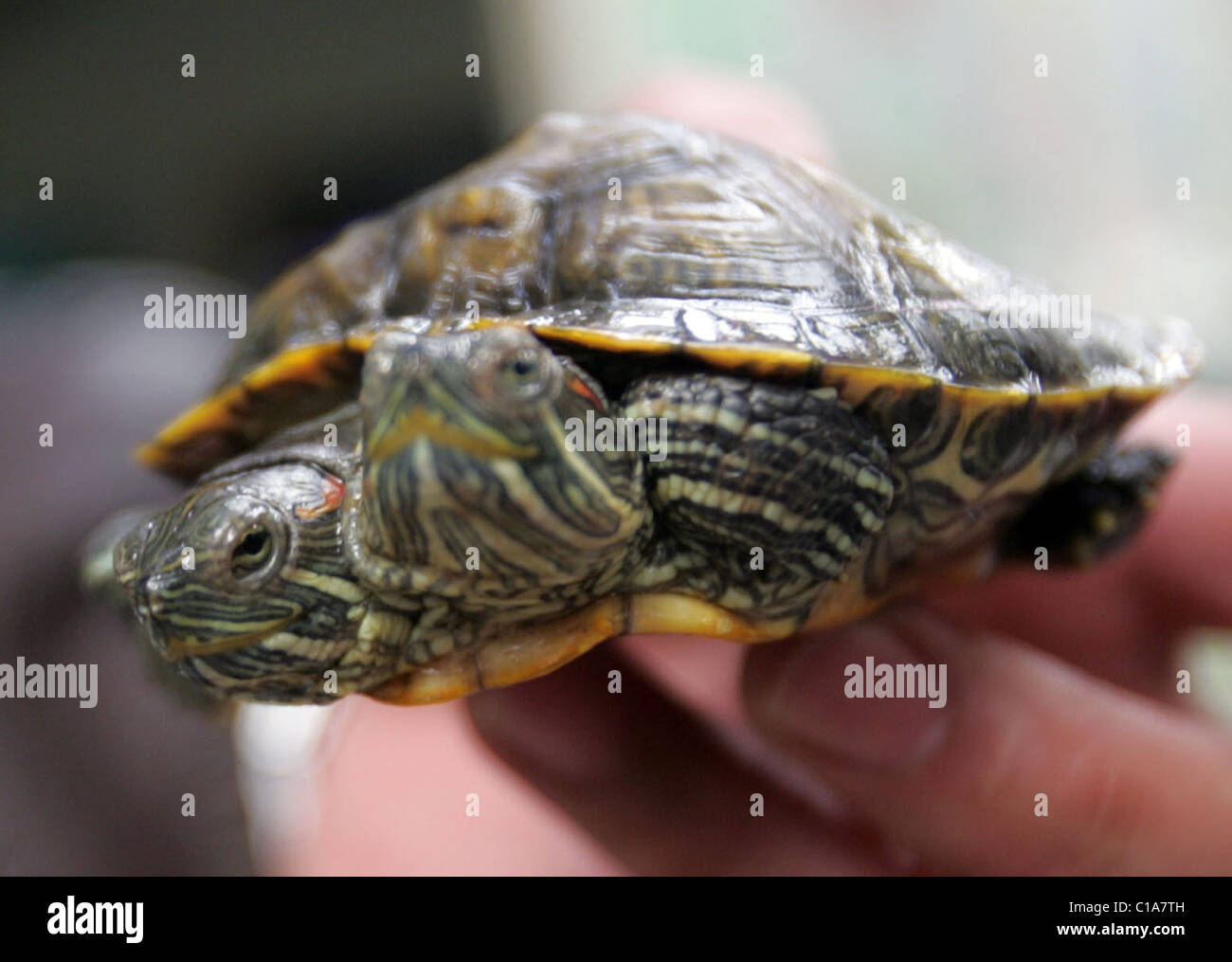 Snappy ain't happy at being two-faced Two heads are better than one ...