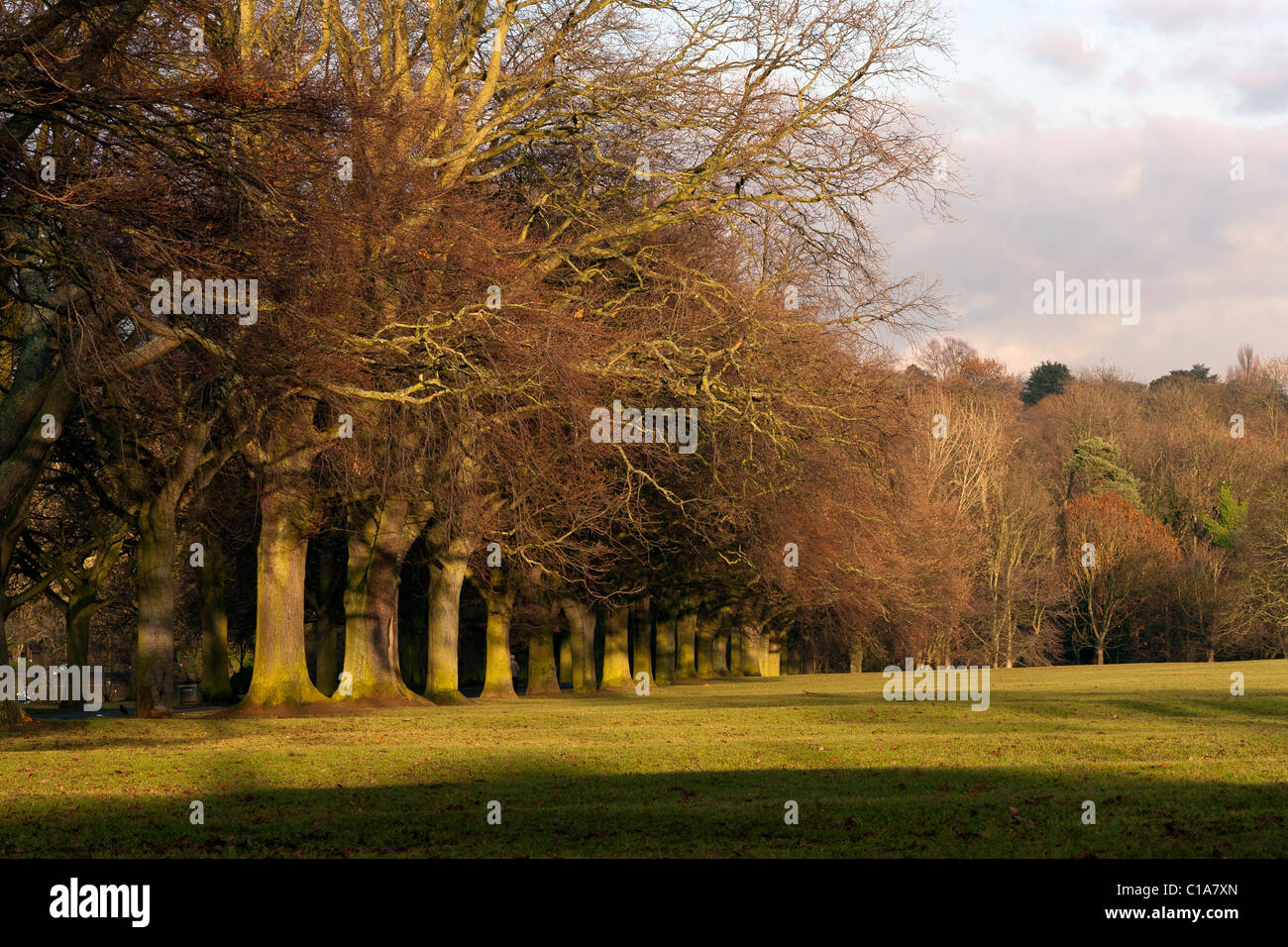 Northampton trees hi-res stock photography and images - Alamy