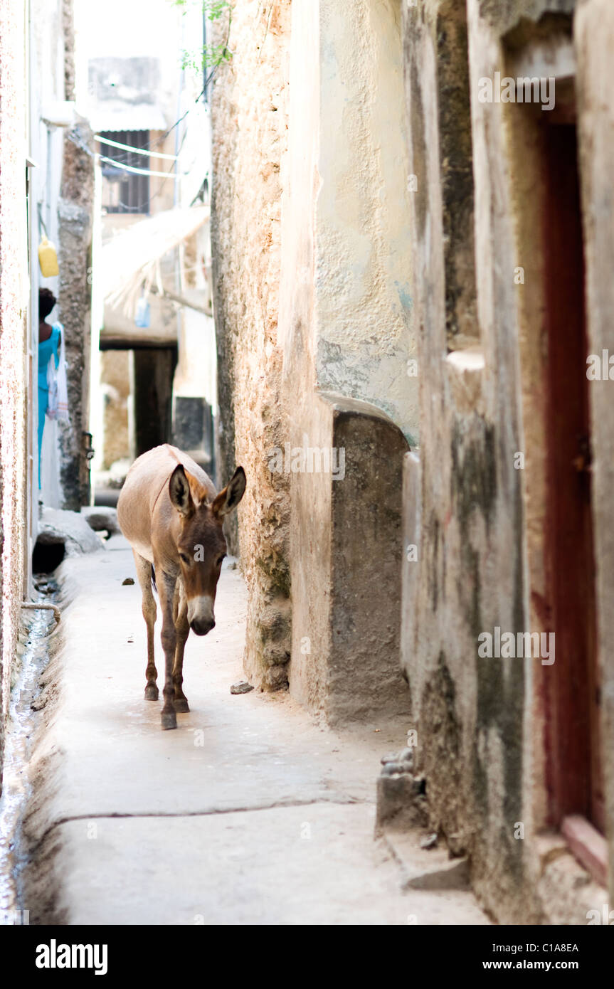 Street scene, Old Stone Town, Lamu, Kenya Stock Photo - Alamy