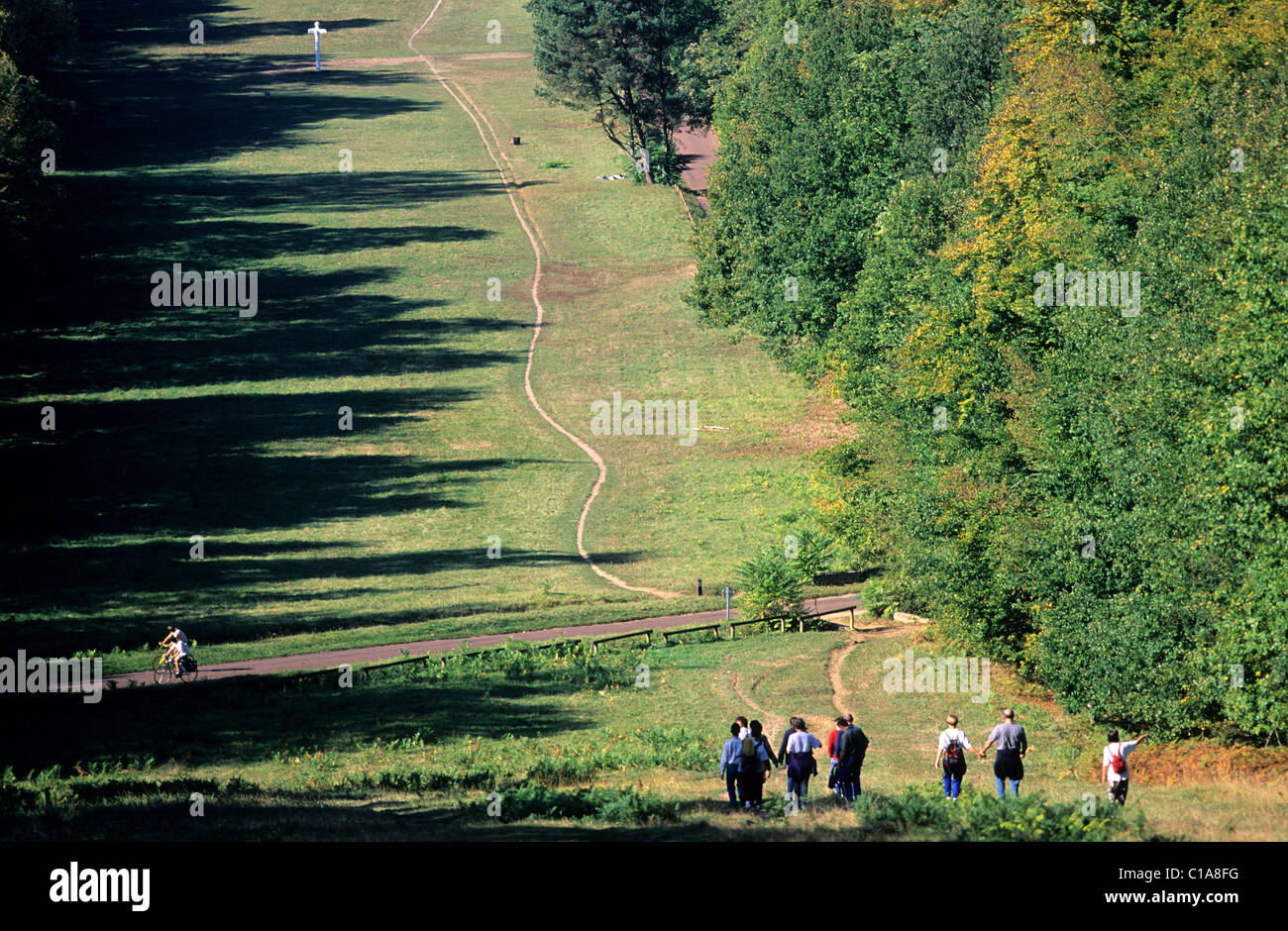 France, Oise, Compiegne forest Stock Photo - Alamy
