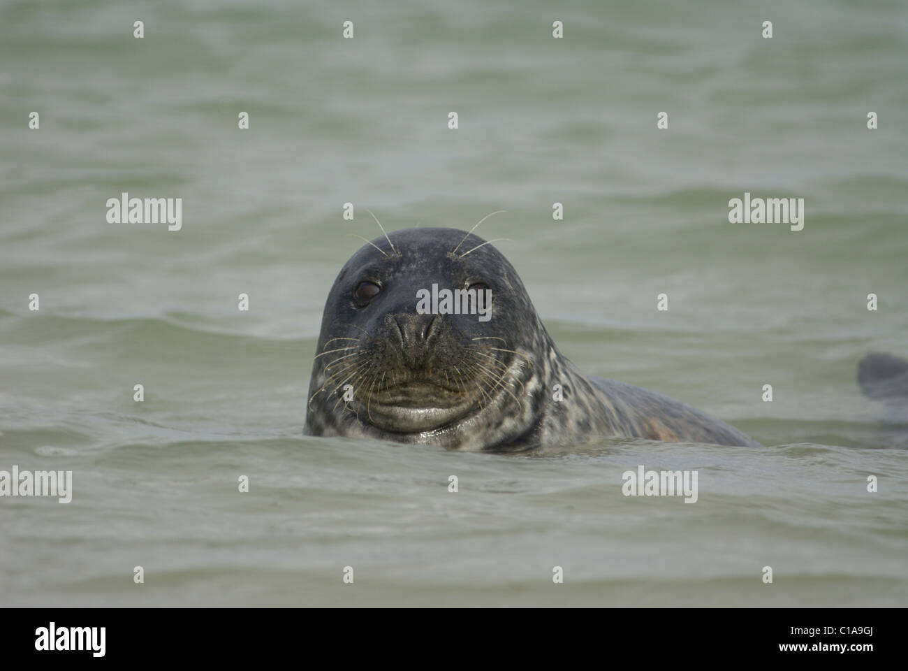 Gray seal (Halichoerus grypus Stock Photo - Alamy