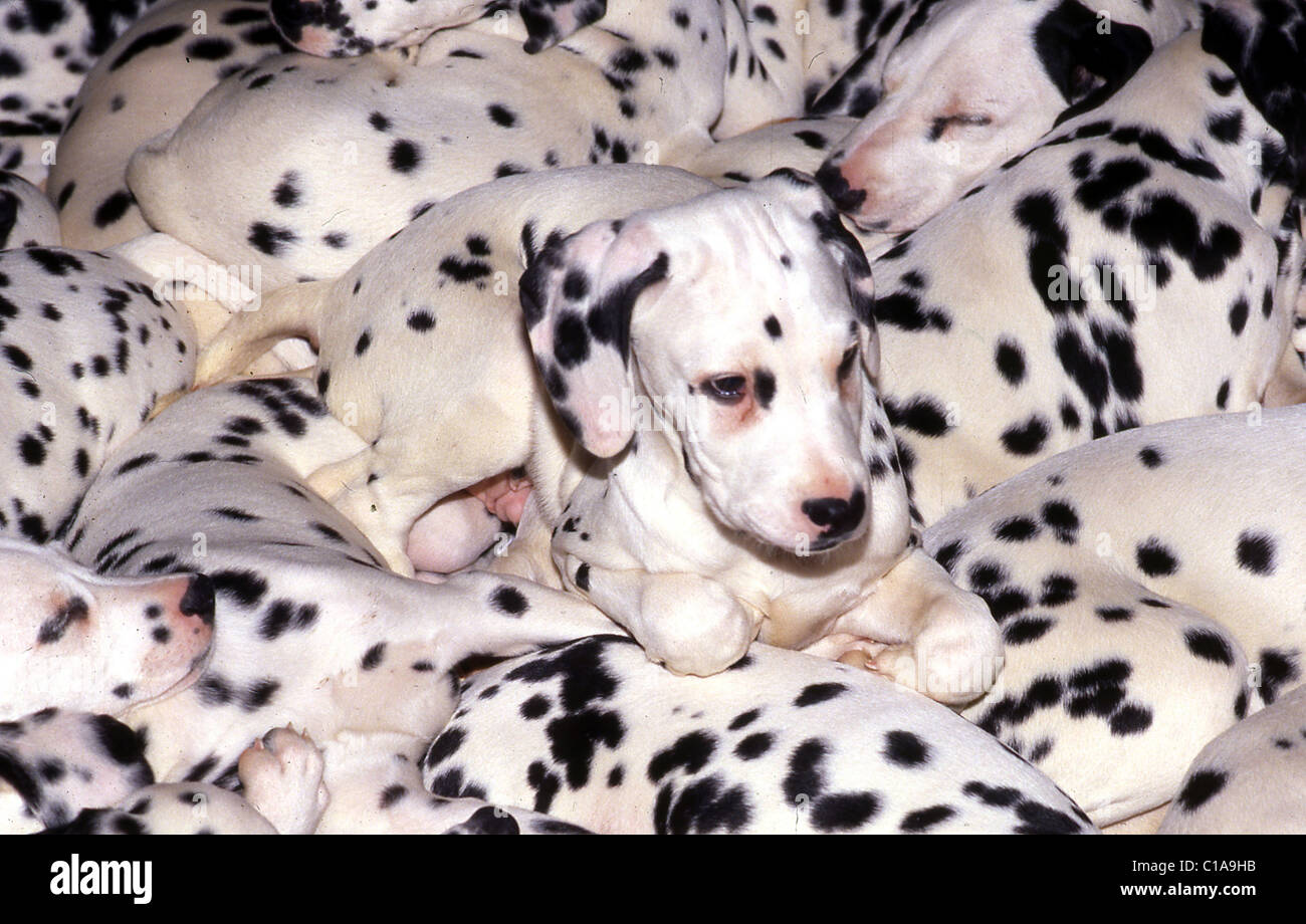 Damnation puppies Italy - 2008 Stock Photo - Alamy