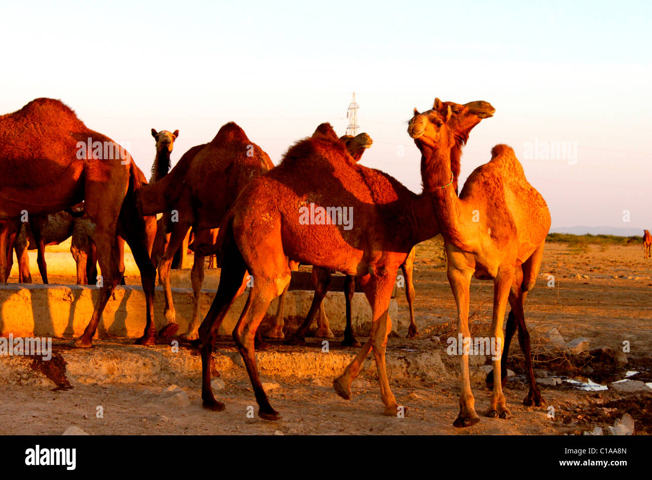 A group of wild camels Stock Photo - Alamy