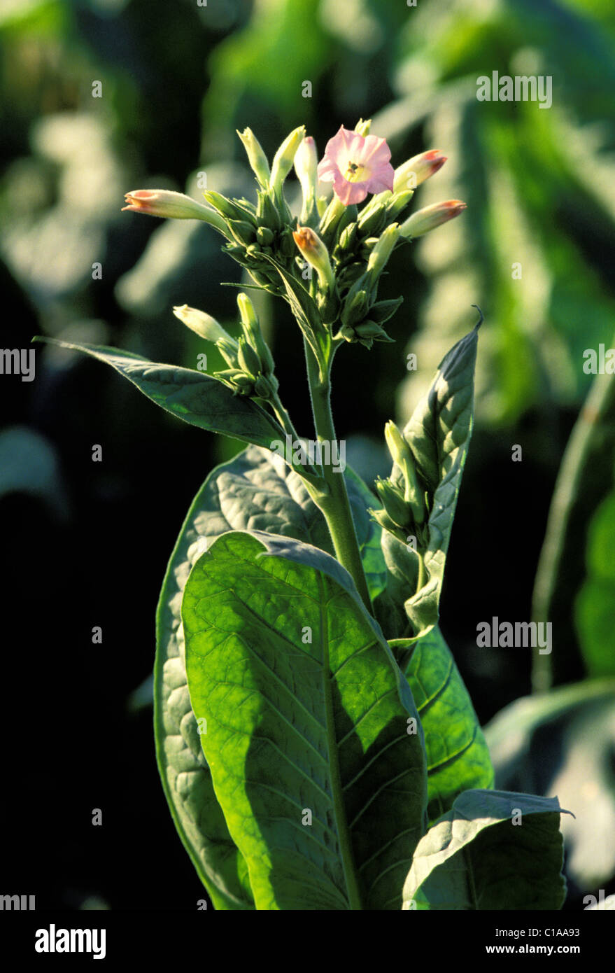 Tobaccos hi-res stock photography and images - Alamy