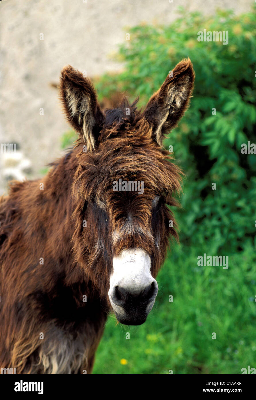 Poitou donkey hi-res stock photography and images - Alamy