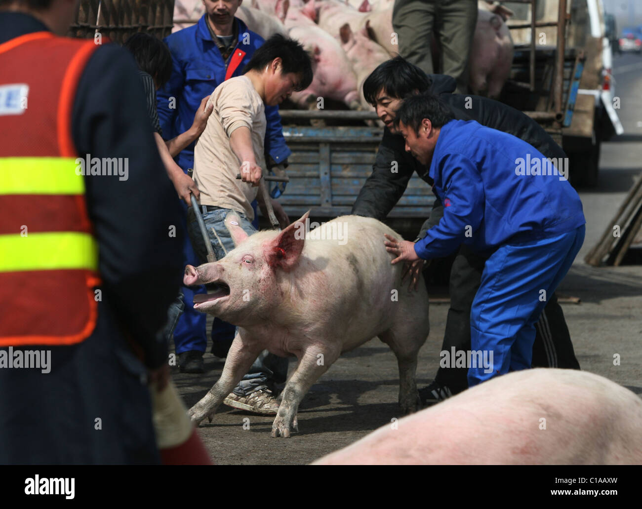 Trotter chaos in China Pigs cause chaos in Beijing after a truck ...