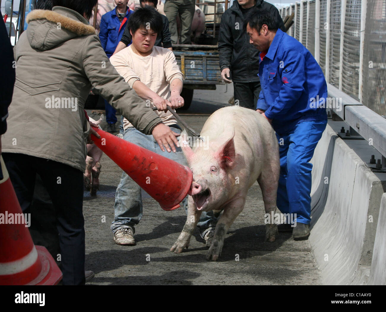 Trotter chaos in China Pigs cause chaos in Beijing after a truck ...