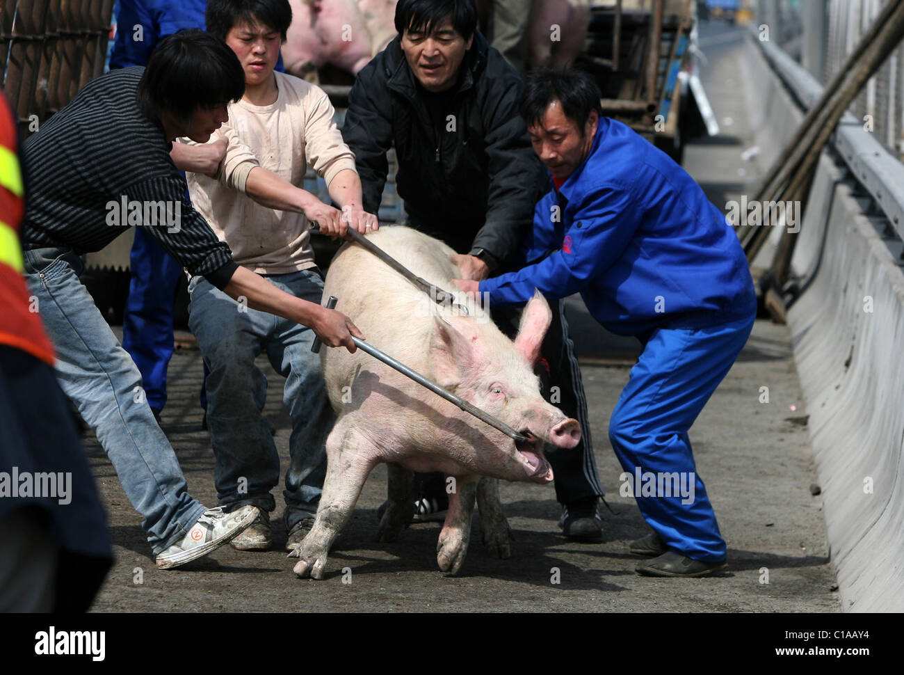 Trotter chaos in China Pigs cause chaos in Beijing after a truck ...