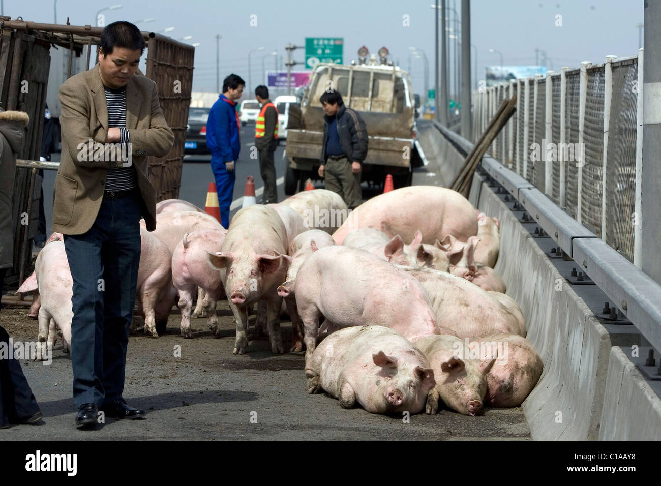 Trotter chaos in China Pigs cause chaos in Beijing after a truck ...
