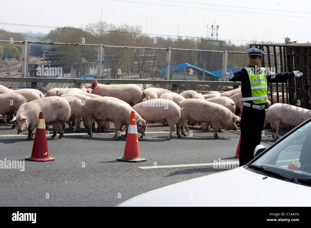 Trotter chaos in China Pigs cause chaos in Beijing after a truck ...