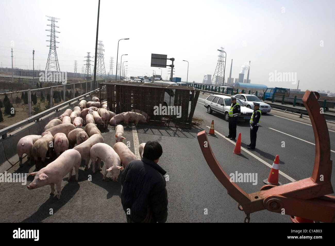 Trotter chaos in China Pigs cause chaos in Beijing after a truck ...
