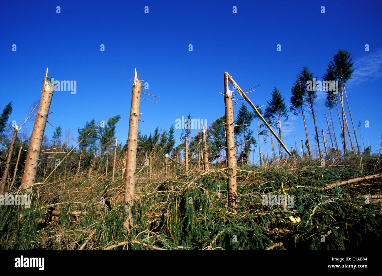 Forest wiped out by the tempest hi-res stock photography and images - Alamy