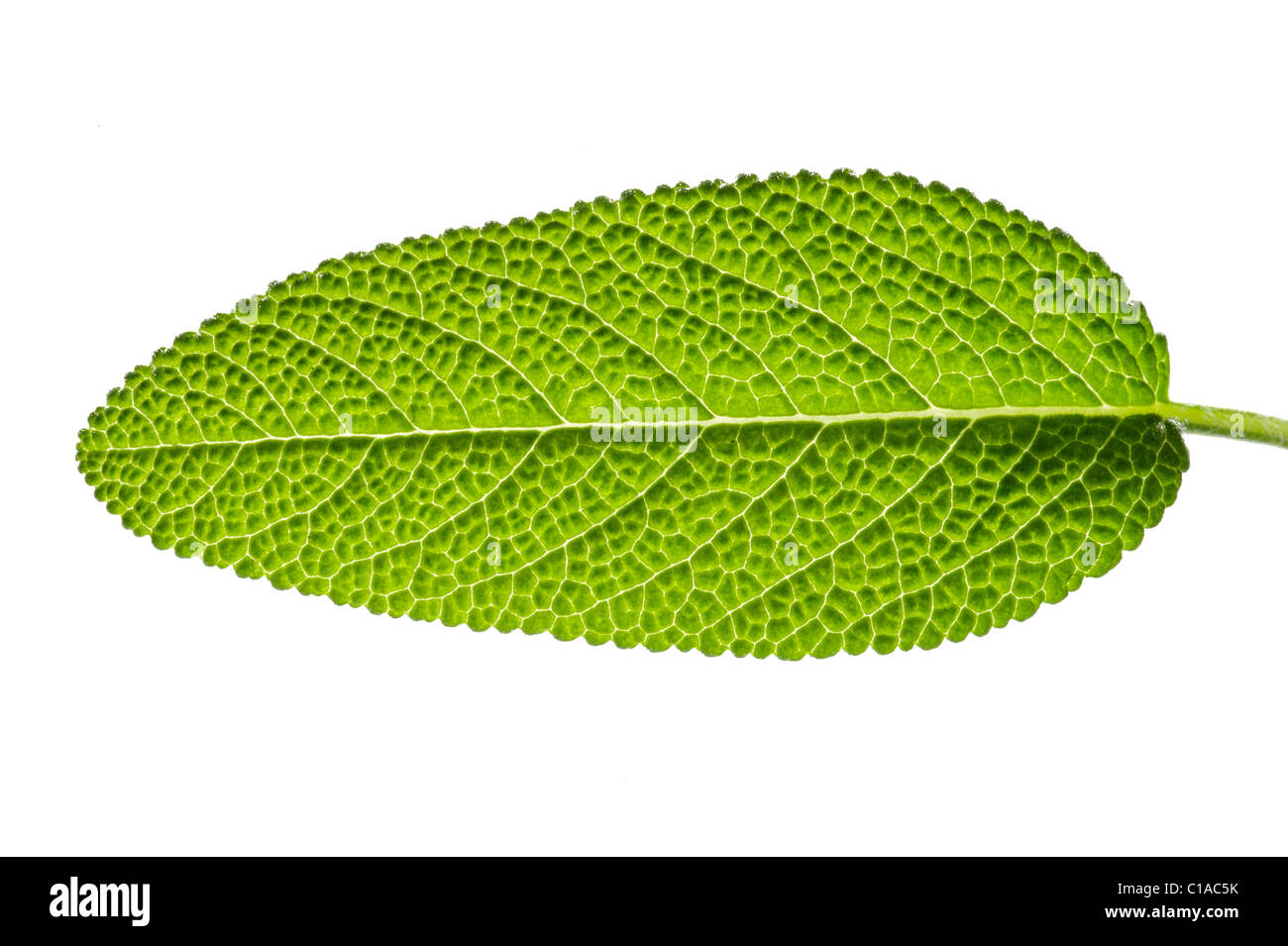 Sage leaf hi-res stock photography and images - Alamy