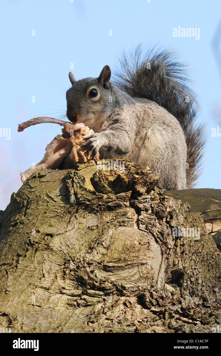 Squirrels with nuts hi-res stock photography and images - Alamy