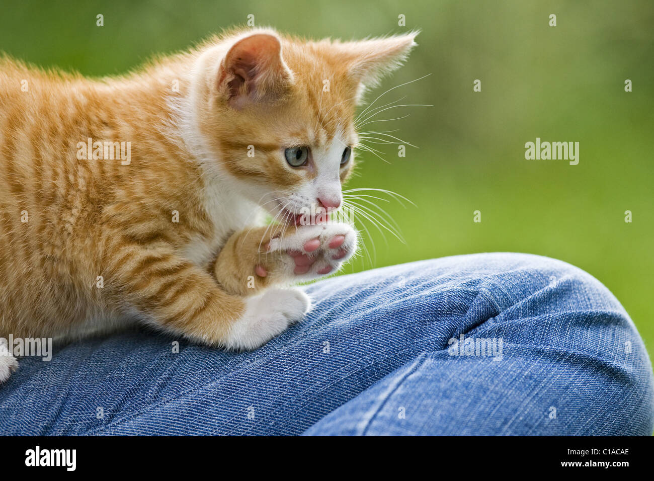 European Shorthair kitten in garden Stock Photo - Alamy