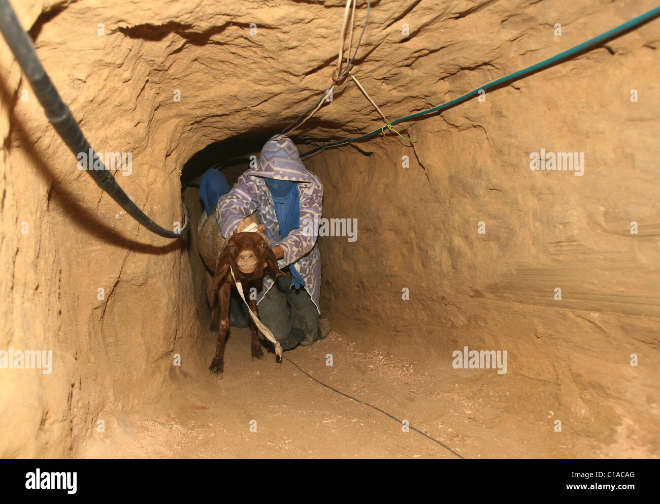 Palestinian smugglers bring a goat to the Gaza Strip through an ...