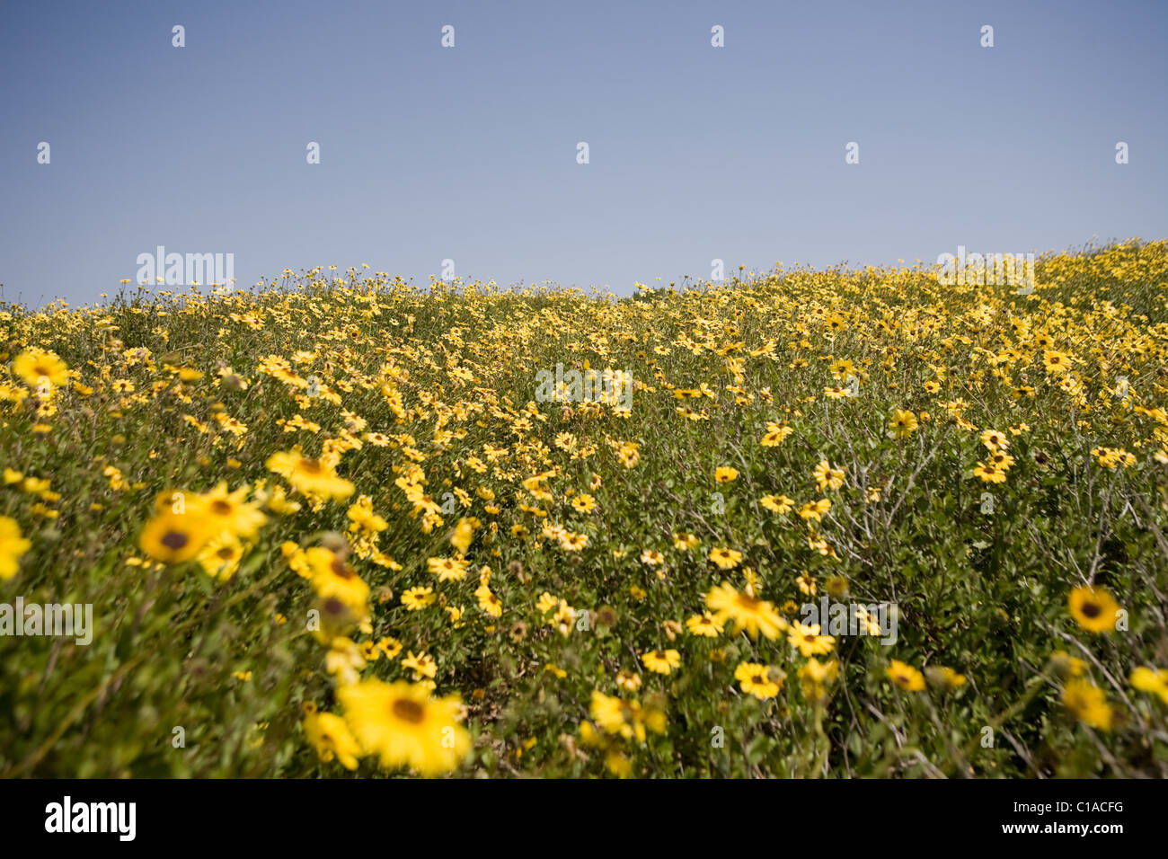 American daisies hi-res stock photography and images - Alamy