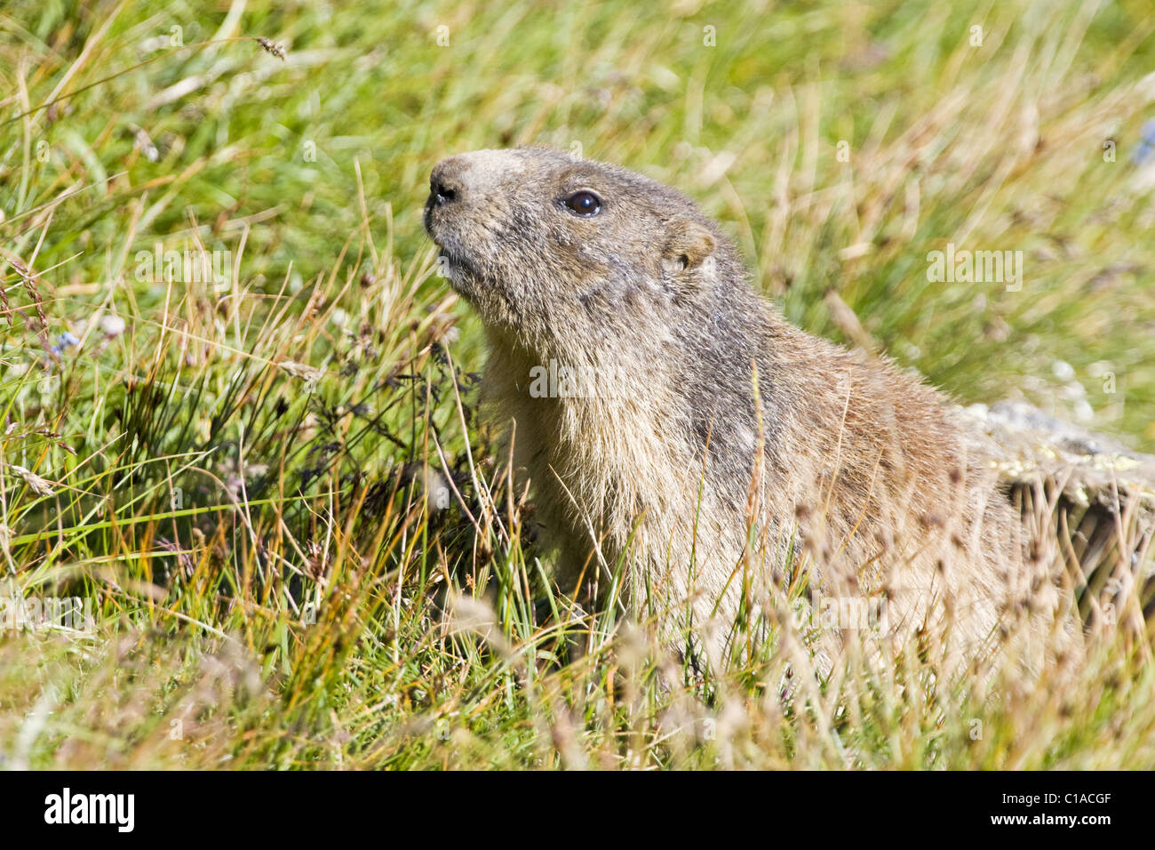 Zentrale alpen hi-res stock photography and images - Alamy