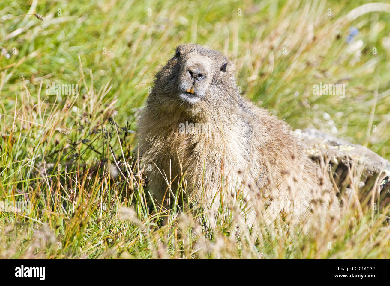 Alpine alpenmurmeltier hi-res stock photography and images - Alamy