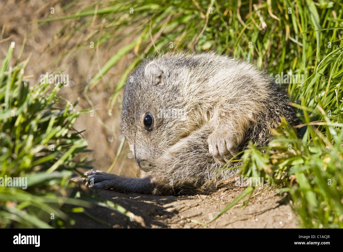 Alpine murmeltier alpenmurmeltier hi-res stock photography and images ...