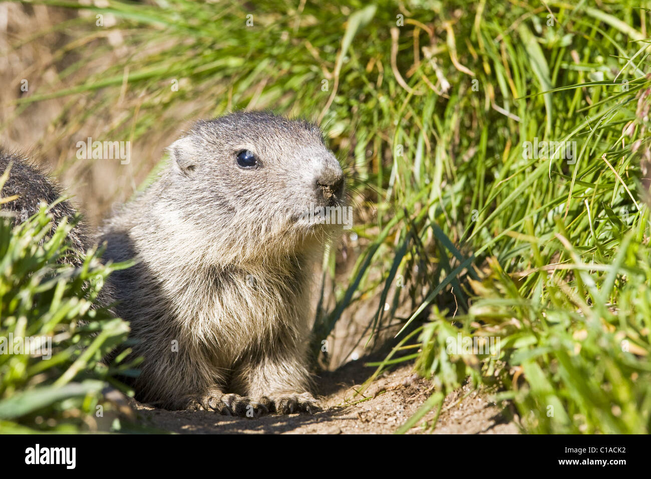Zentrale ostalpen hi-res stock photography and images - Alamy