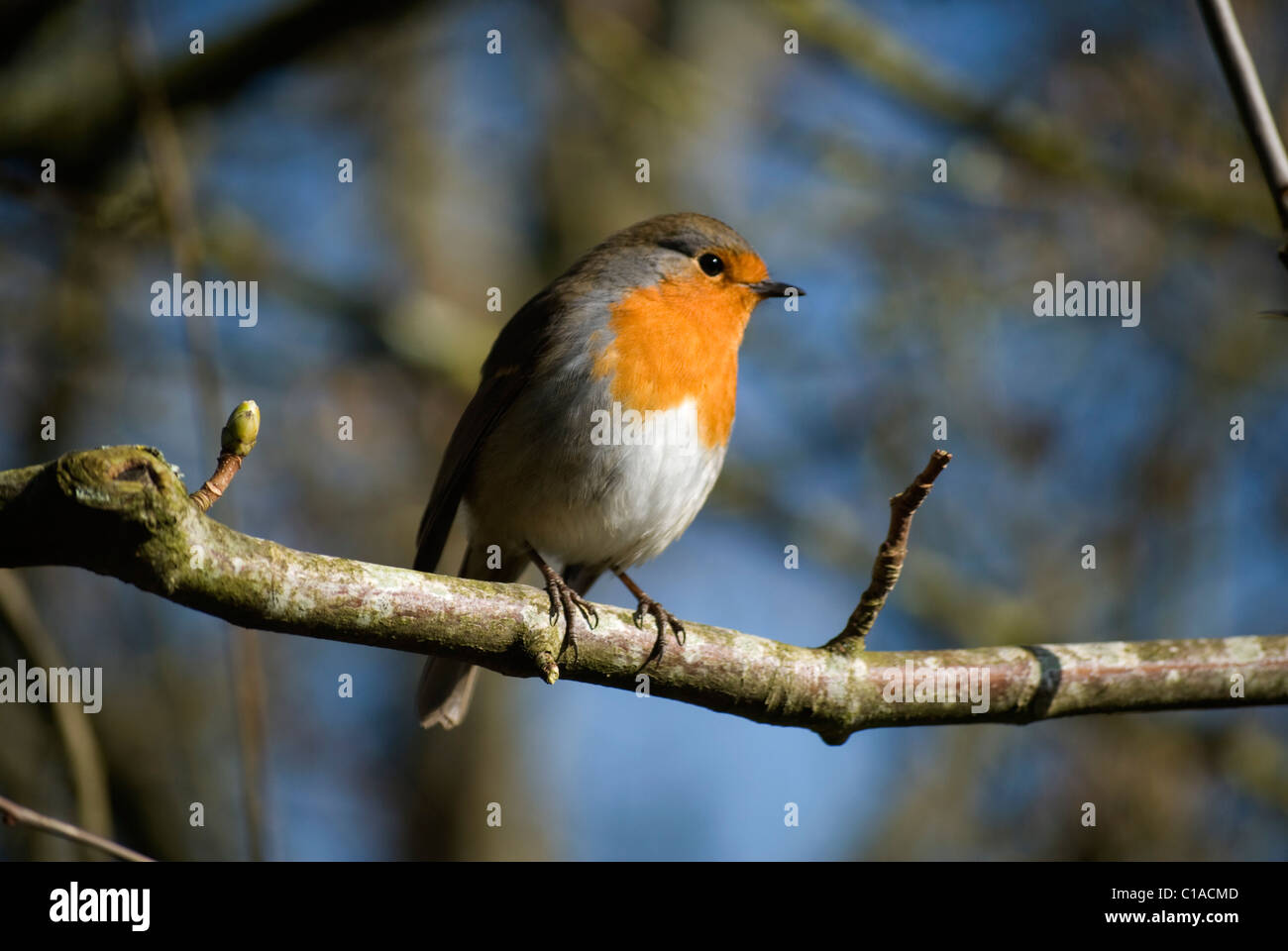 A robin in a tree Stock Photo - Alamy