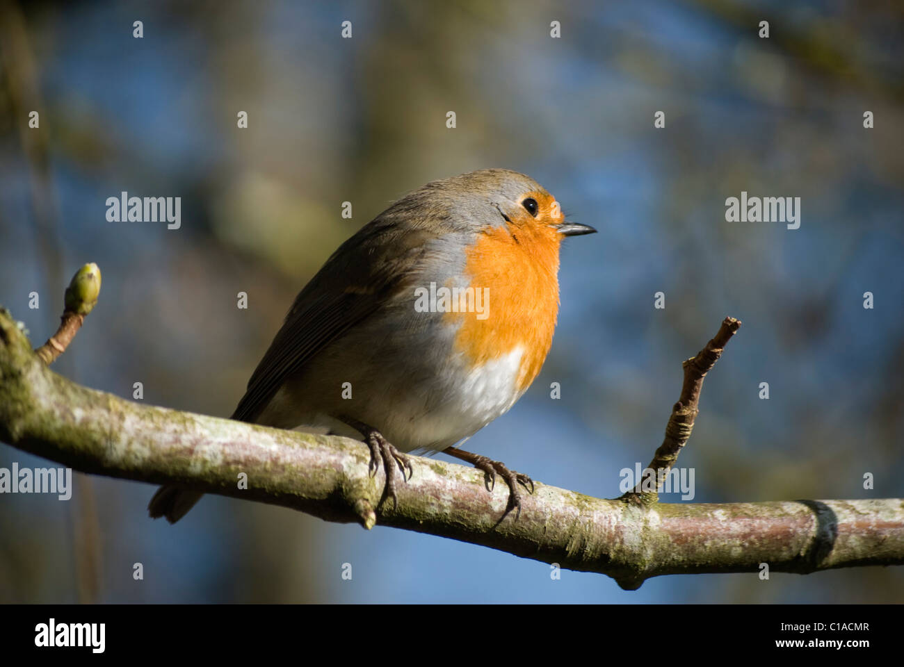 Robin in a tree hi-res stock photography and images - Alamy