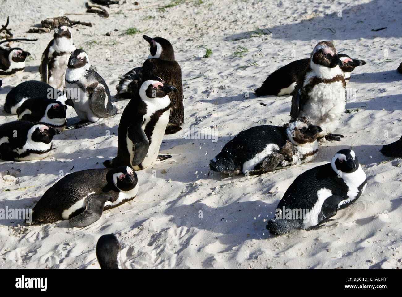 African (jackass, black-footed) penguins, South Africa Stock Photo - Alamy