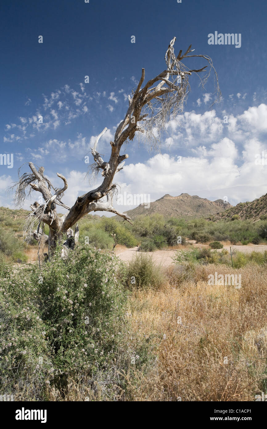 Scotsdal hi-res stock photography and images - Alamy