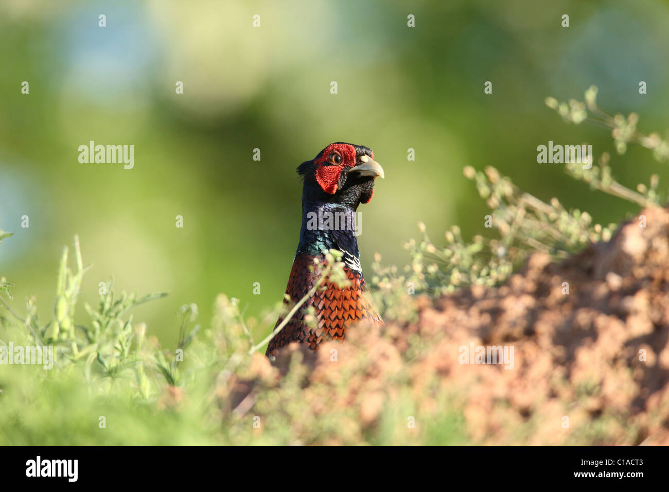 Pheasant wildlife hi-res stock photography and images - Alamy