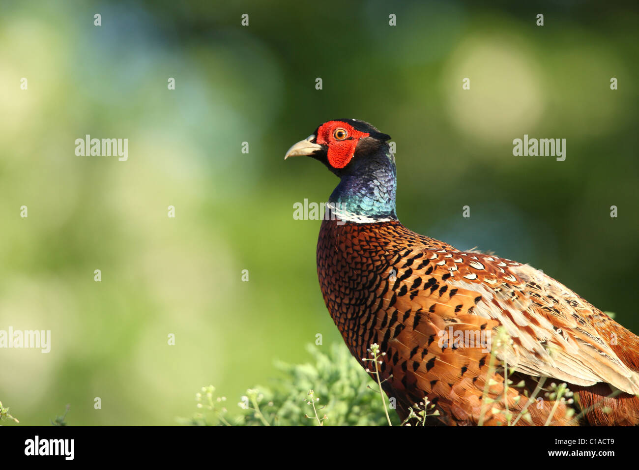 Pheasant wildlife hi-res stock photography and images - Alamy