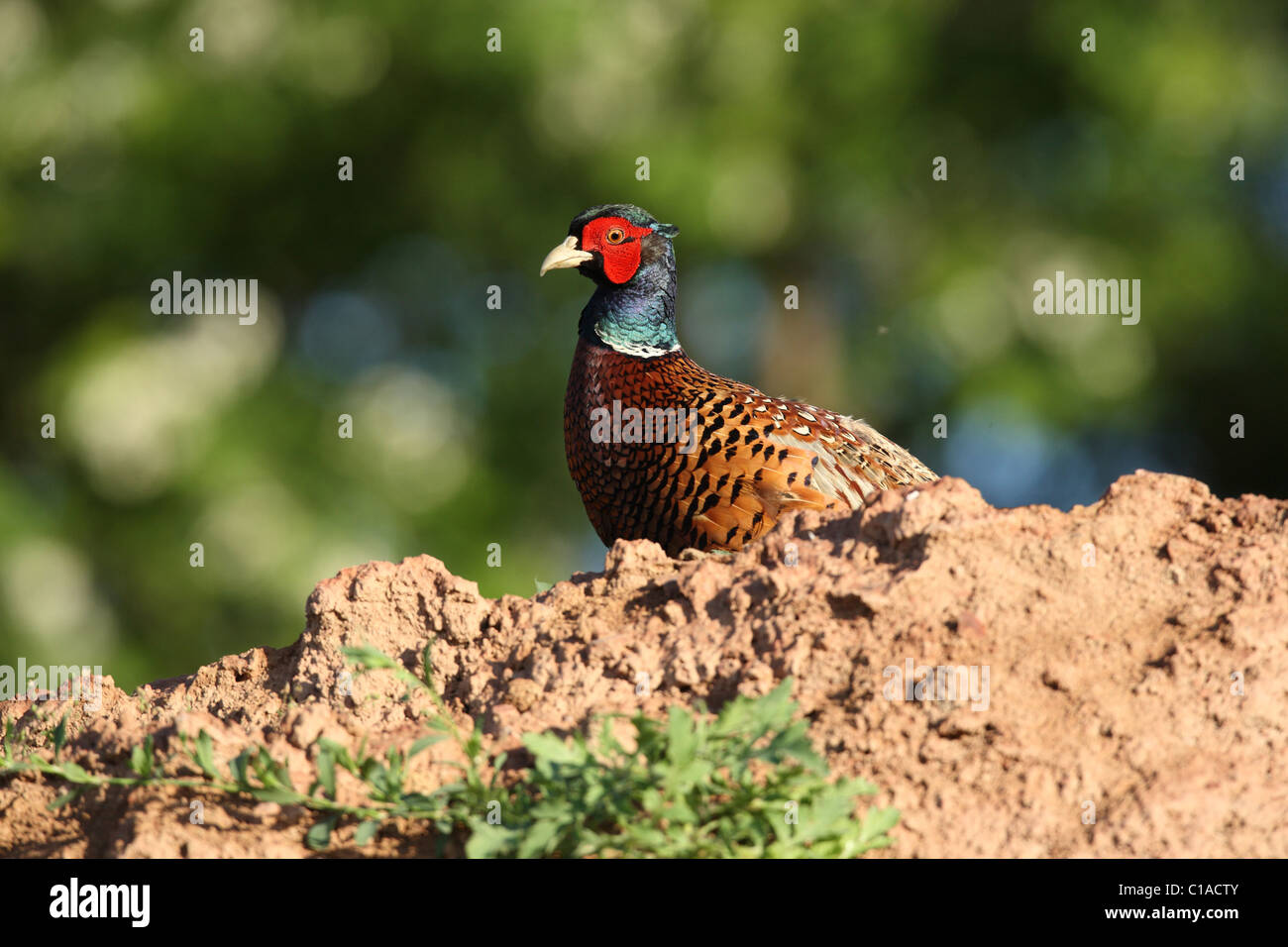 Pheasant wildlife hi-res stock photography and images - Alamy