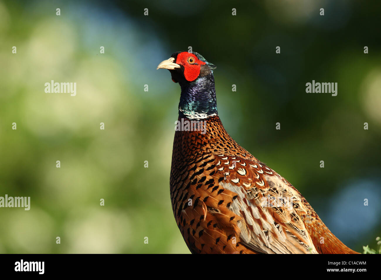 Pheasant wildlife hi-res stock photography and images - Alamy
