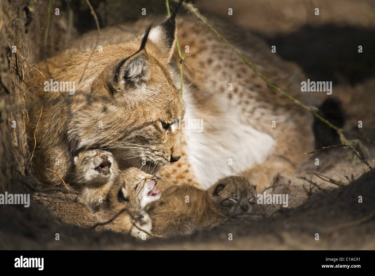 Mother And Baby Lynx High Resolution Stock Photography and Images - Alamy