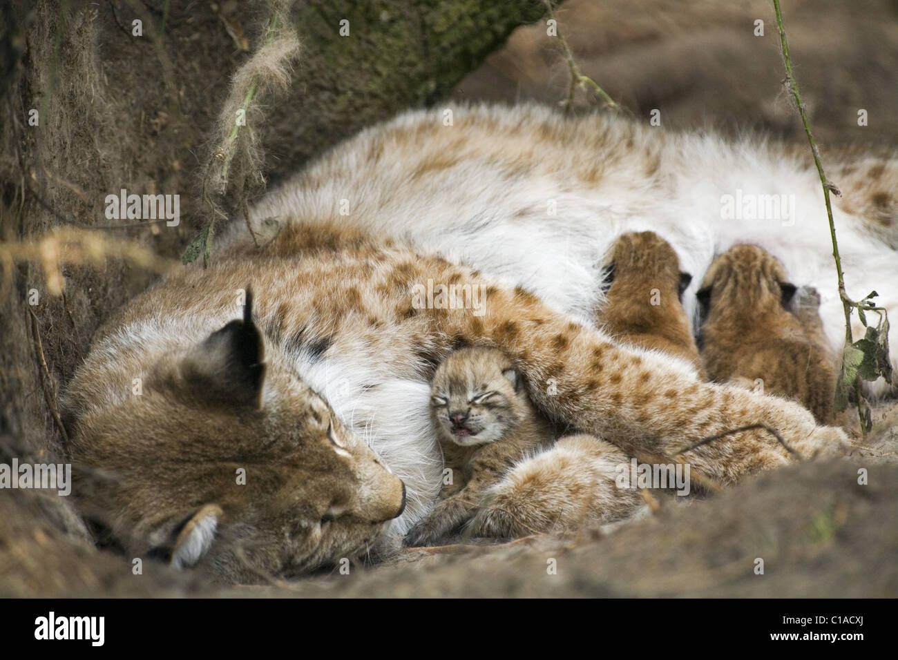 Lynx with younglings Stock Photo - Alamy