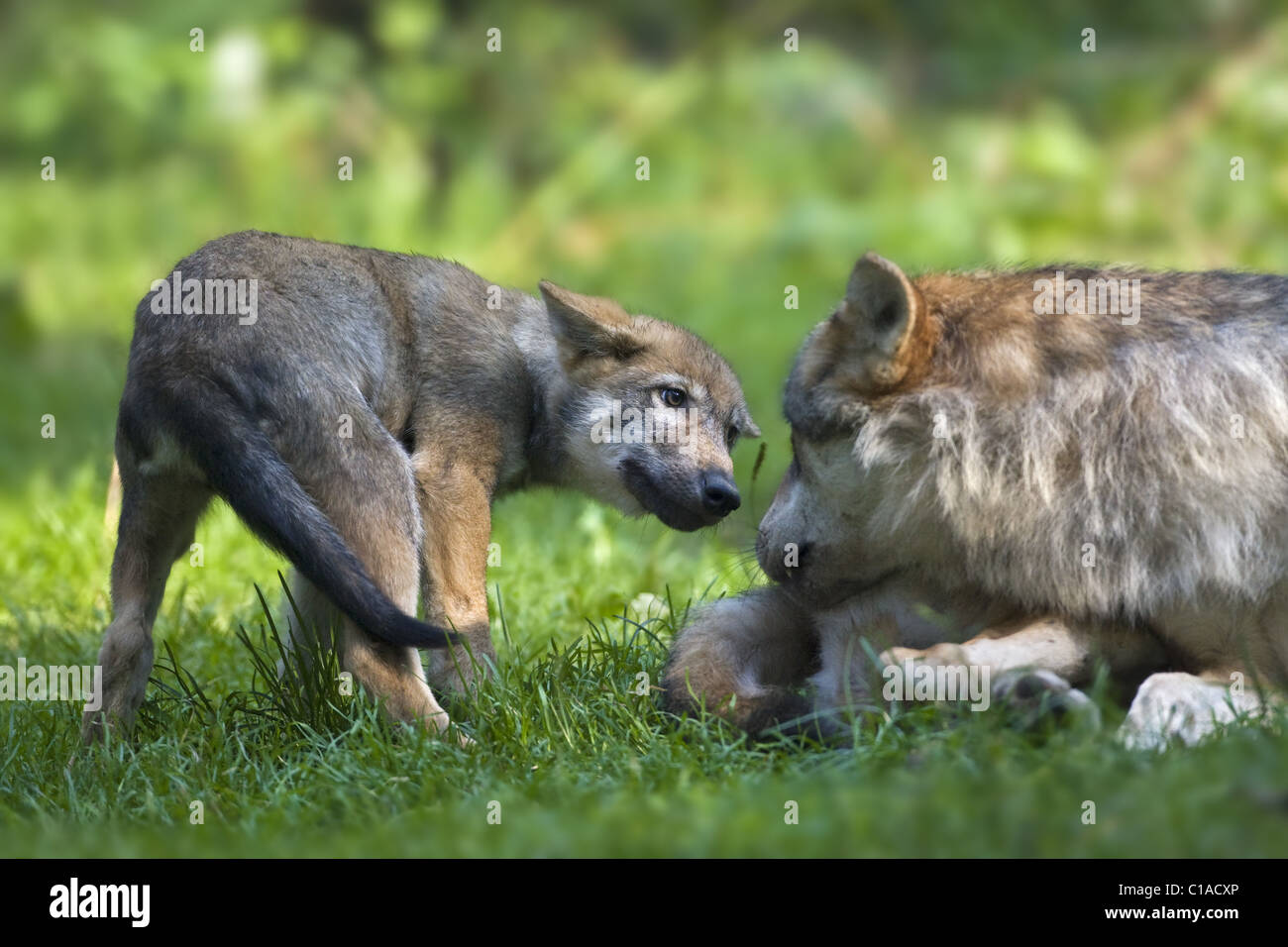 Baby grey wolf hi-res stock photography and images - Alamy