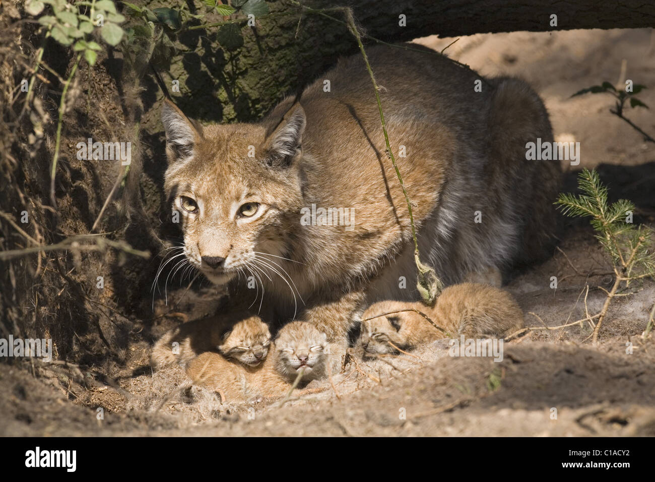 Mother And Baby Lynx High Resolution Stock Photography and Images - Alamy