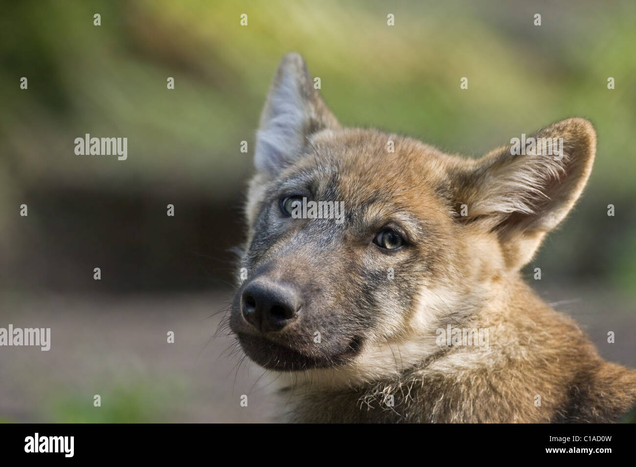 The whelps of the wolf hi-res stock photography and images - Alamy