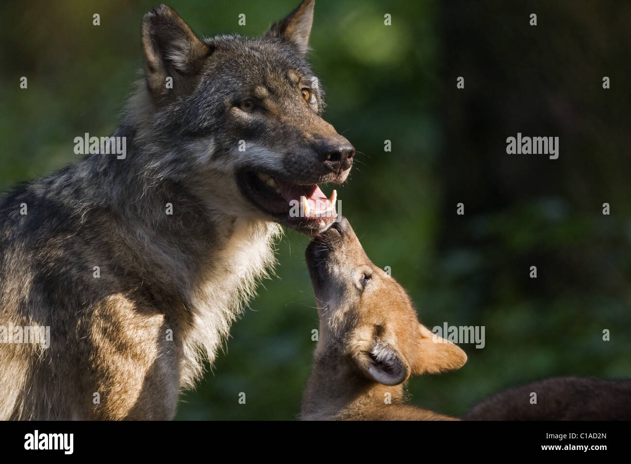 Wolf pup hi-res stock photography and images - Alamy