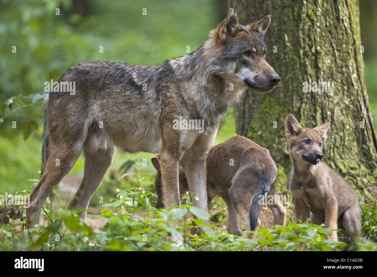 Baby grey wolf hi-res stock photography and images - Alamy