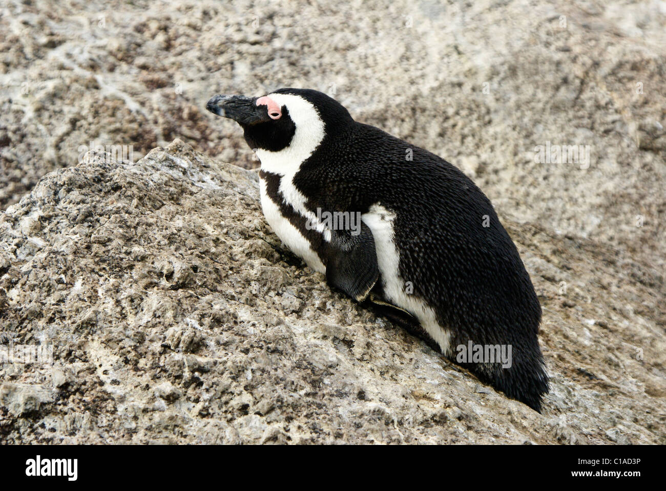 Jackass face hi-res stock photography and images - Alamy