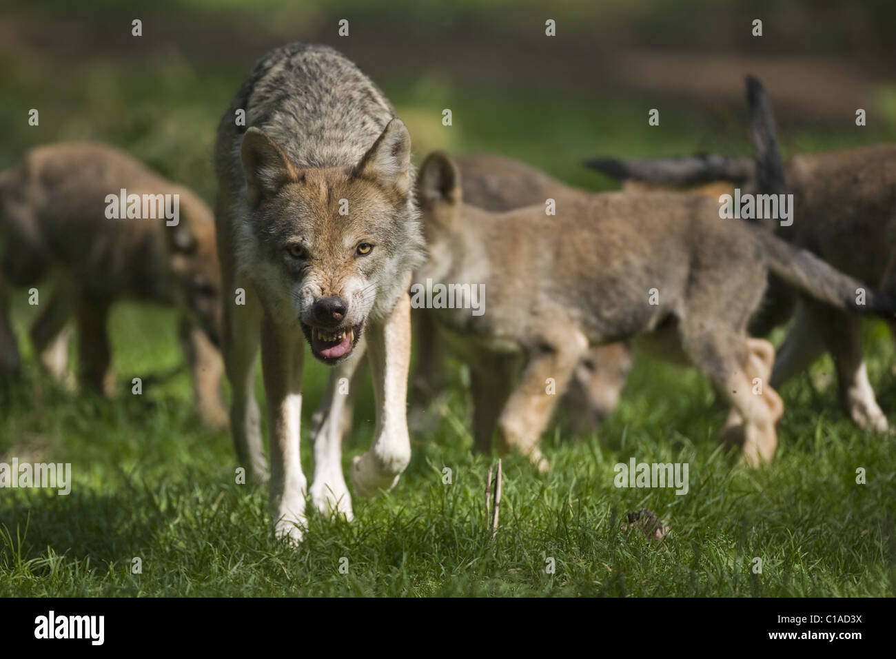 Timber pu hi-res stock photography and images - Alamy