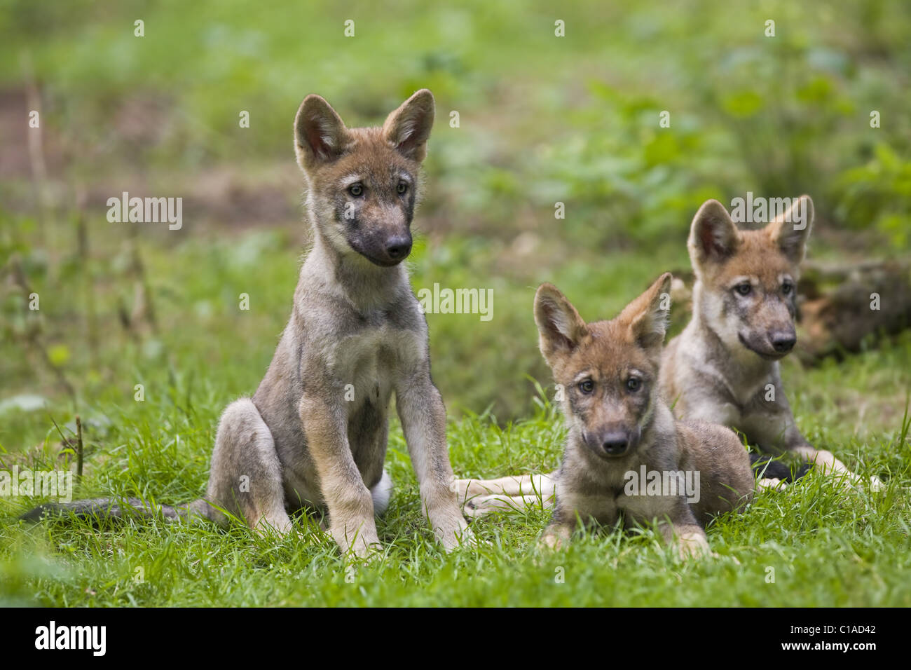 Wolf pup hi-res stock photography and images - Alamy