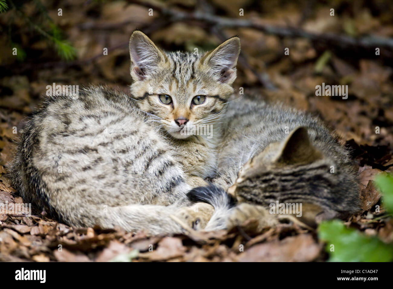 European wildcat with kittens felis silvestris hi-res stock photography ...