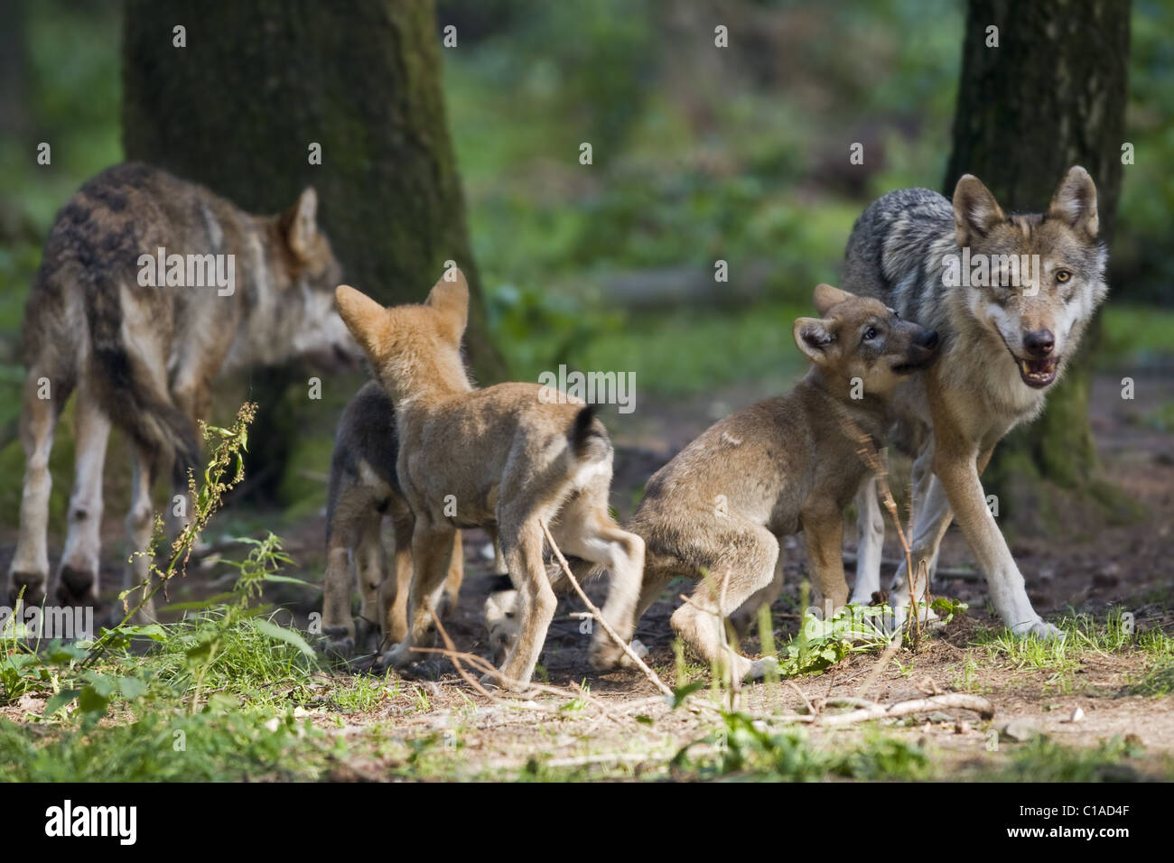 Wolf welpen hi-res stock photography and images - Alamy
